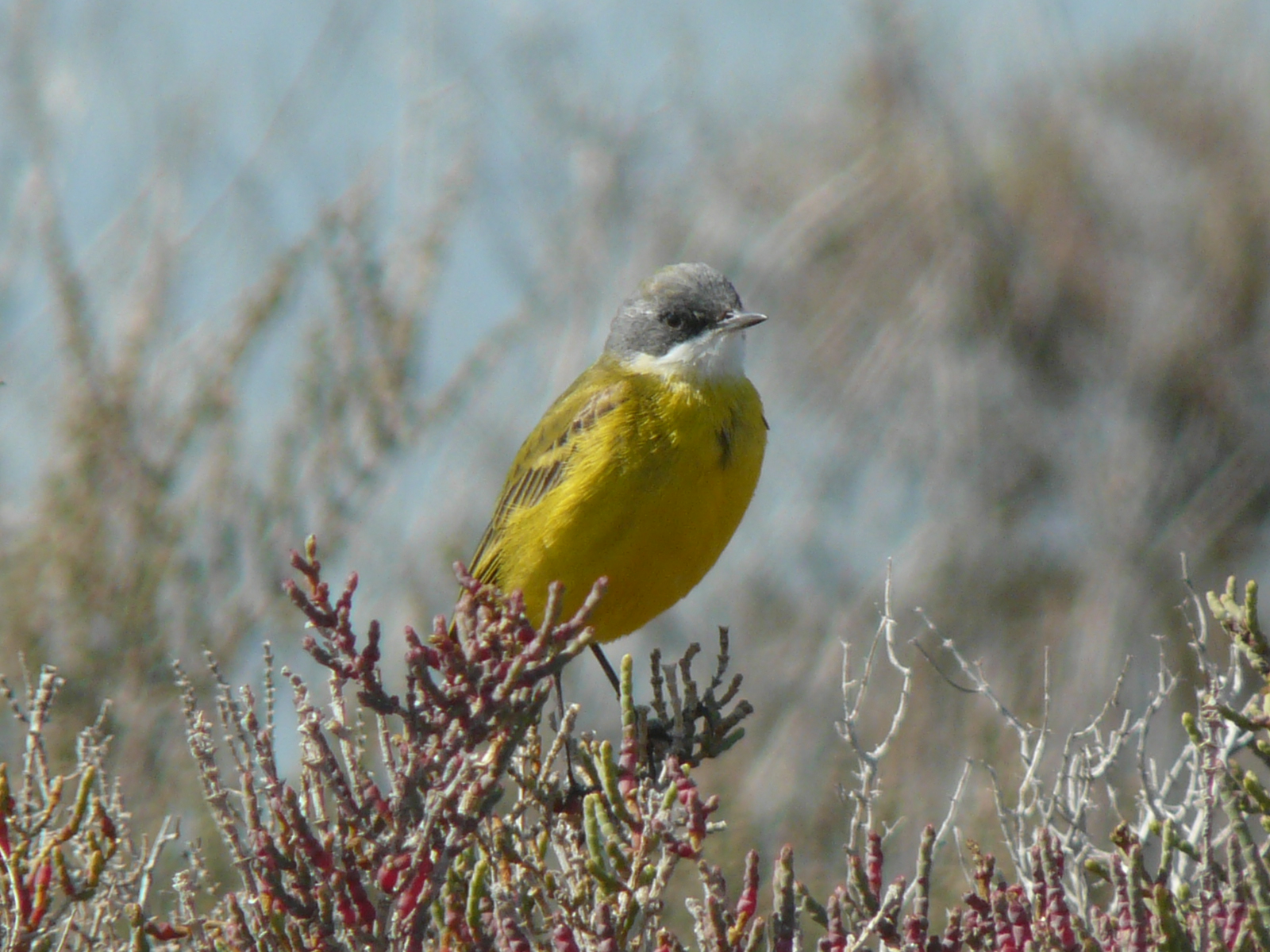 Cyprus’ Birds | Cyprus Birding Tours