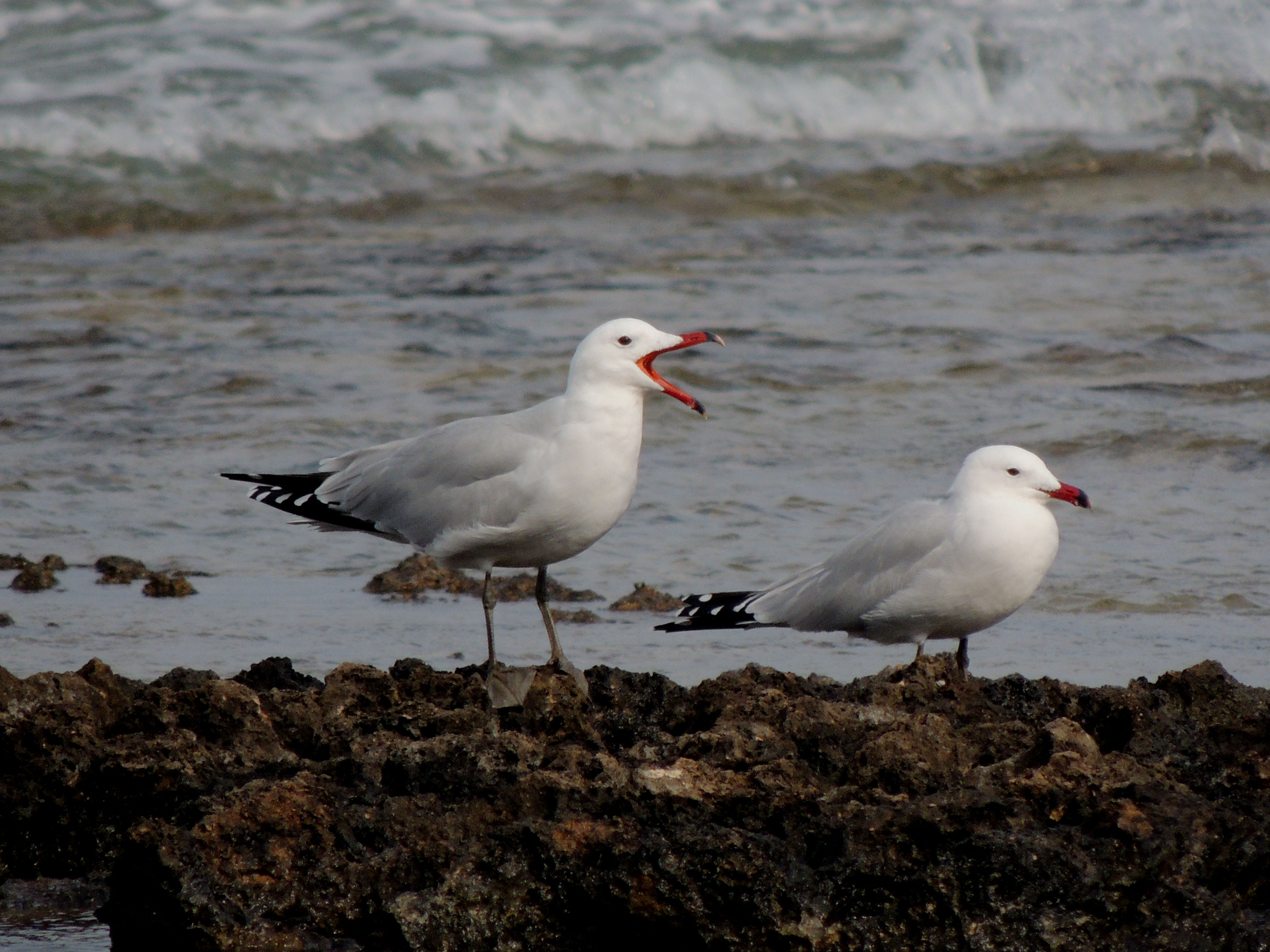 Cyprus’ Birds | Cyprus Birding Tours