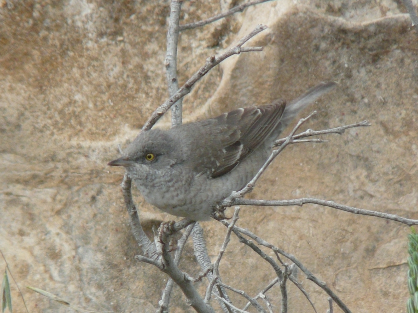 Cyprus’ Birds | Cyprus Birding Tours