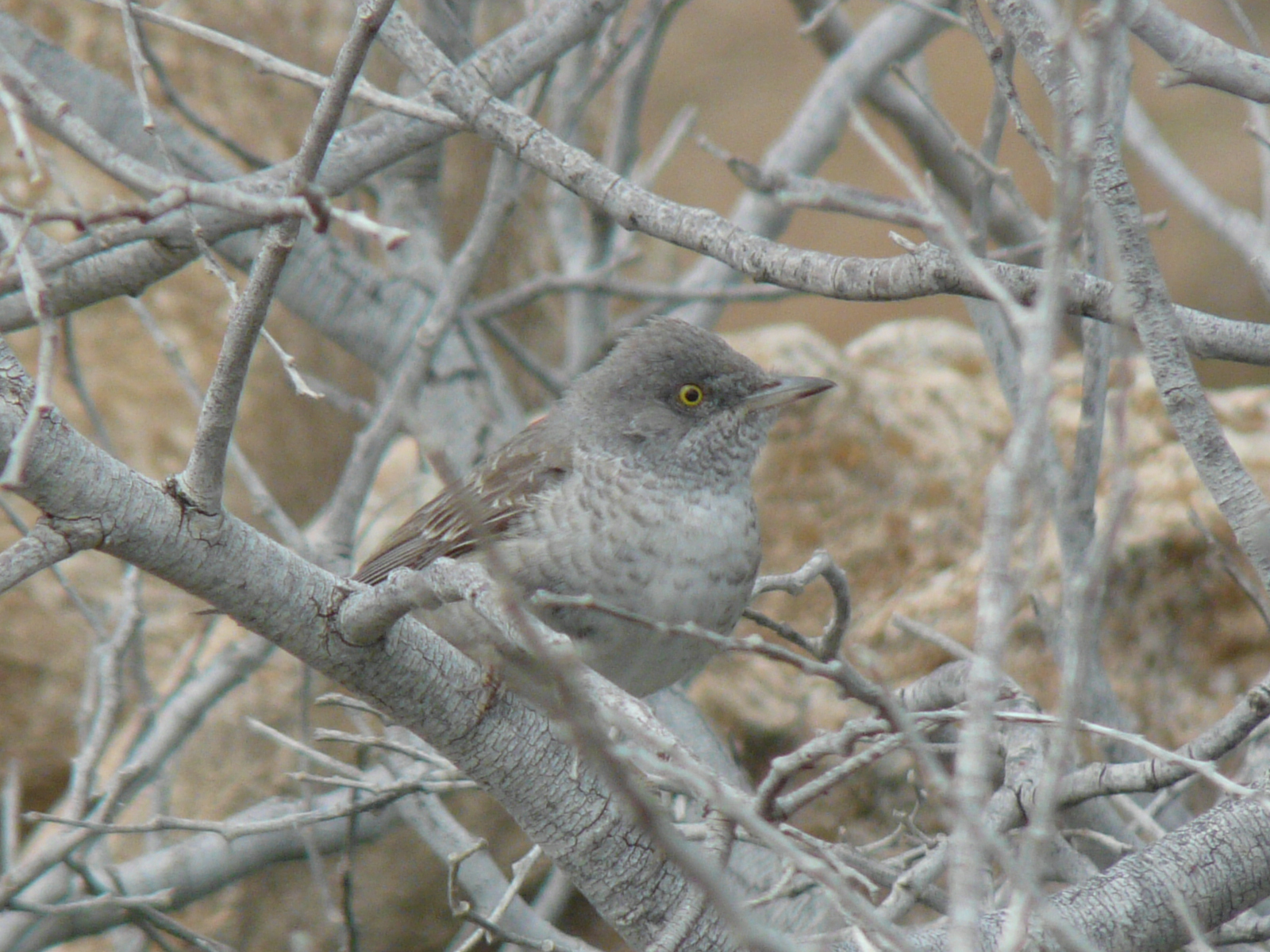 Cyprus’ Birds | Cyprus Birding Tours