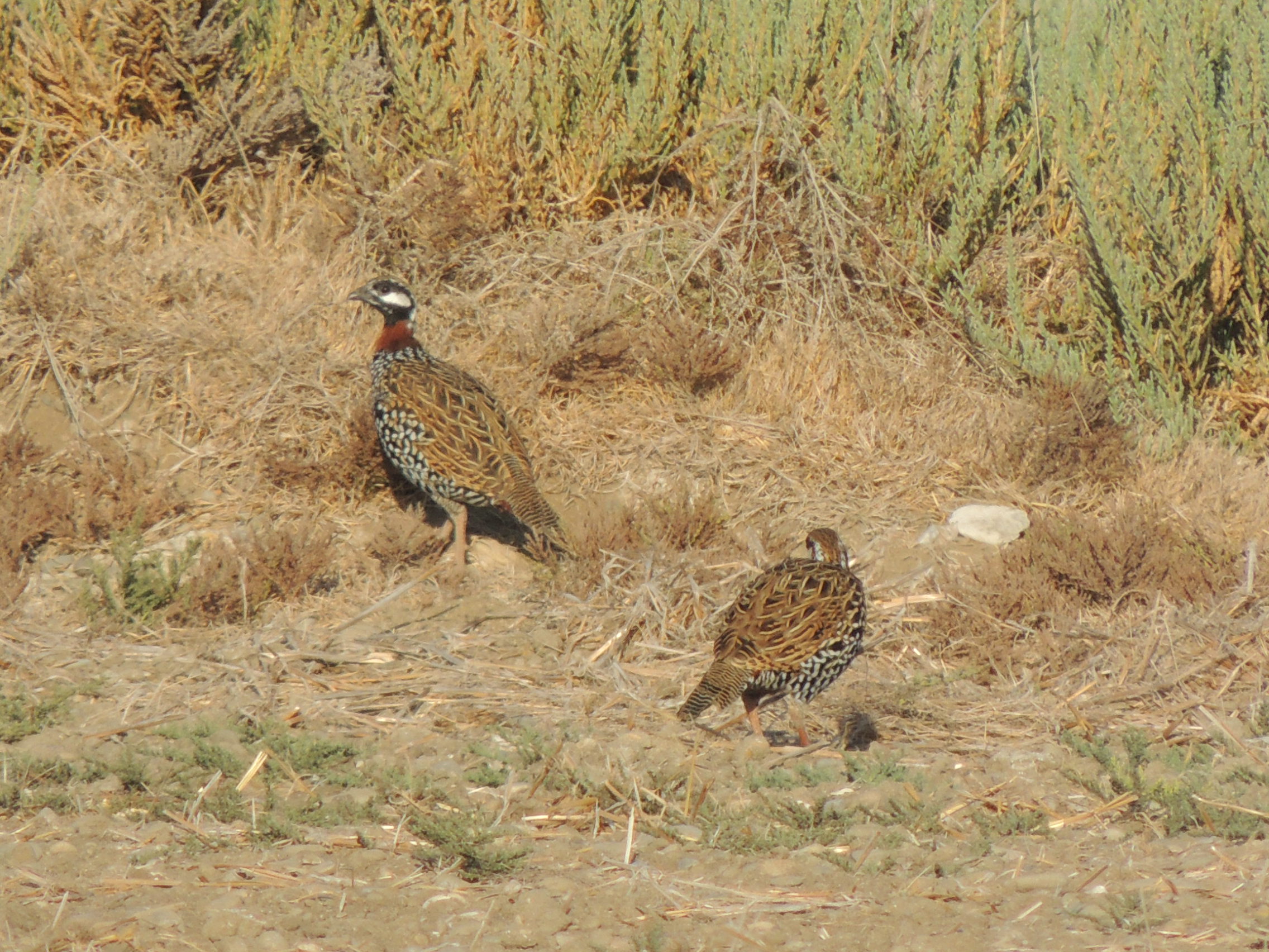 Cyprus’ Birds | Cyprus Birding Tours