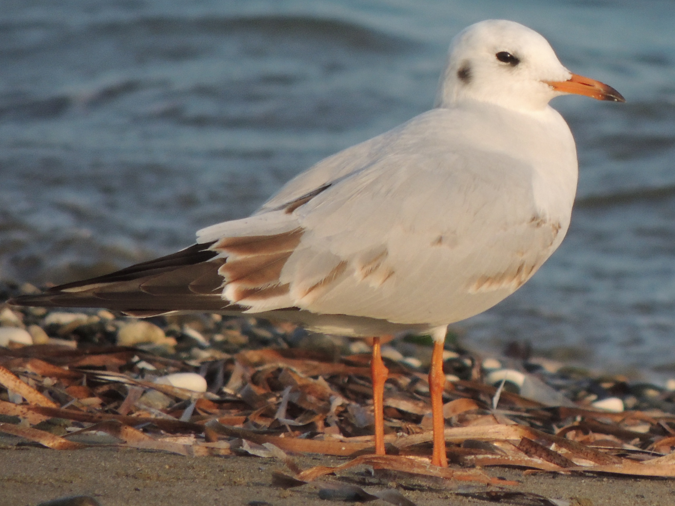 Cyprus’ Birds | Cyprus Birding Tours