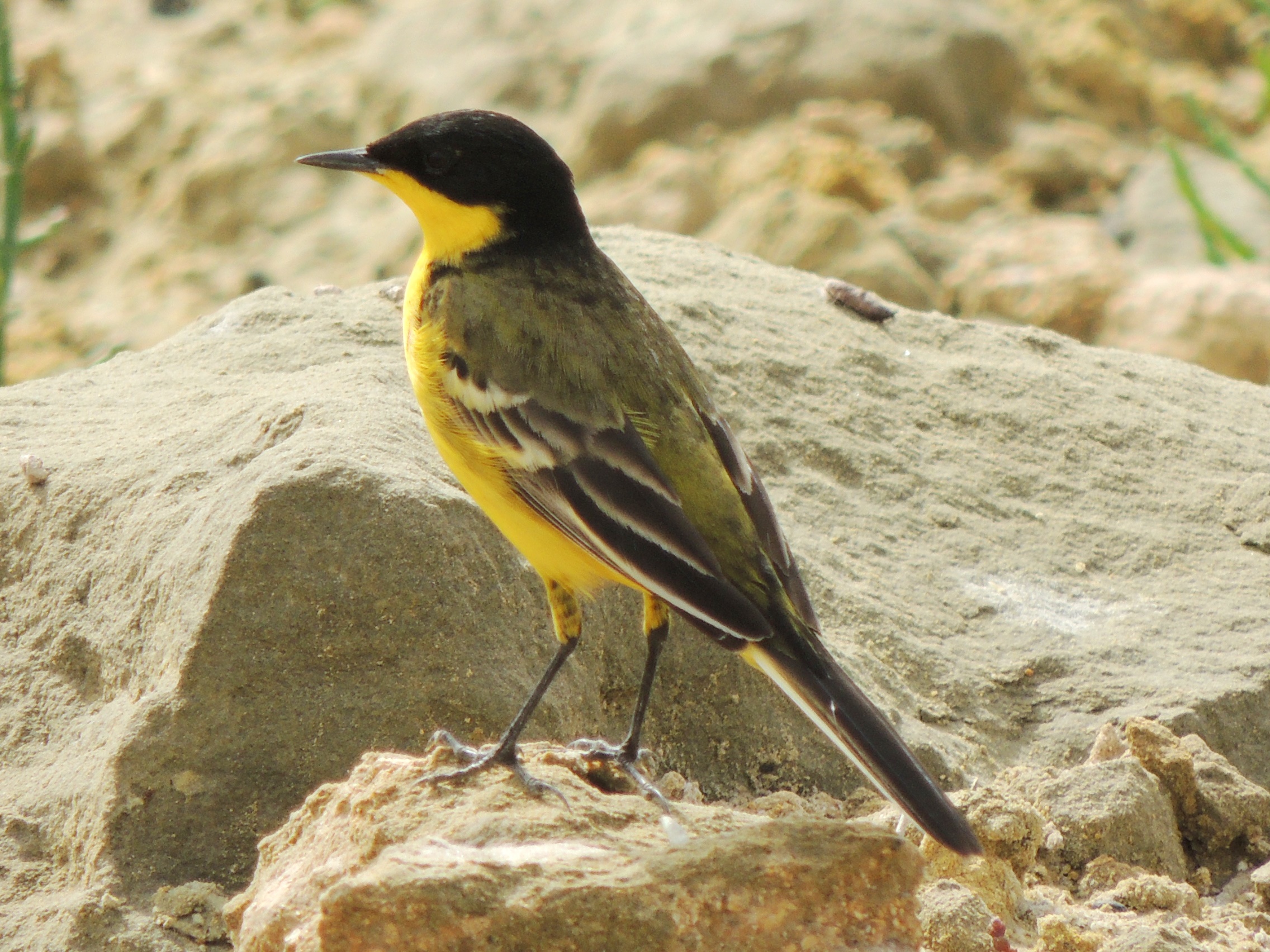 Cyprus’ Birds | Cyprus Birding Tours