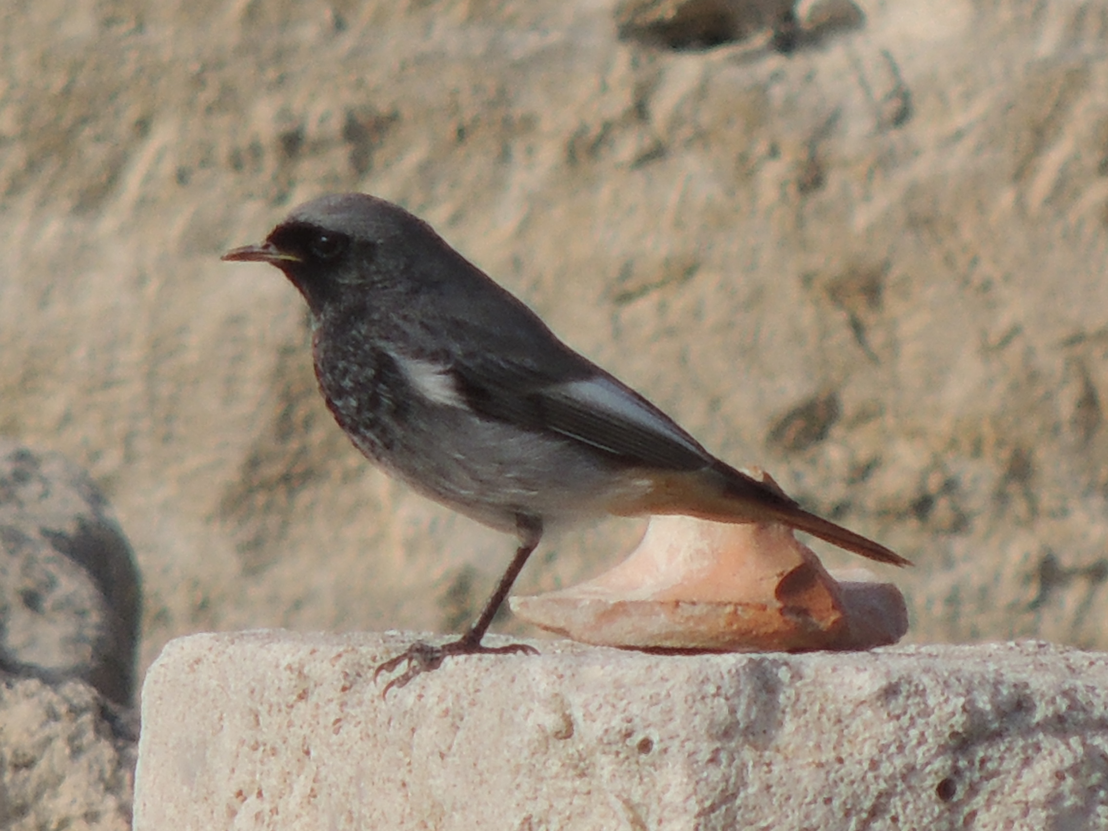 Cyprus’ Birds | Cyprus Birding Tours