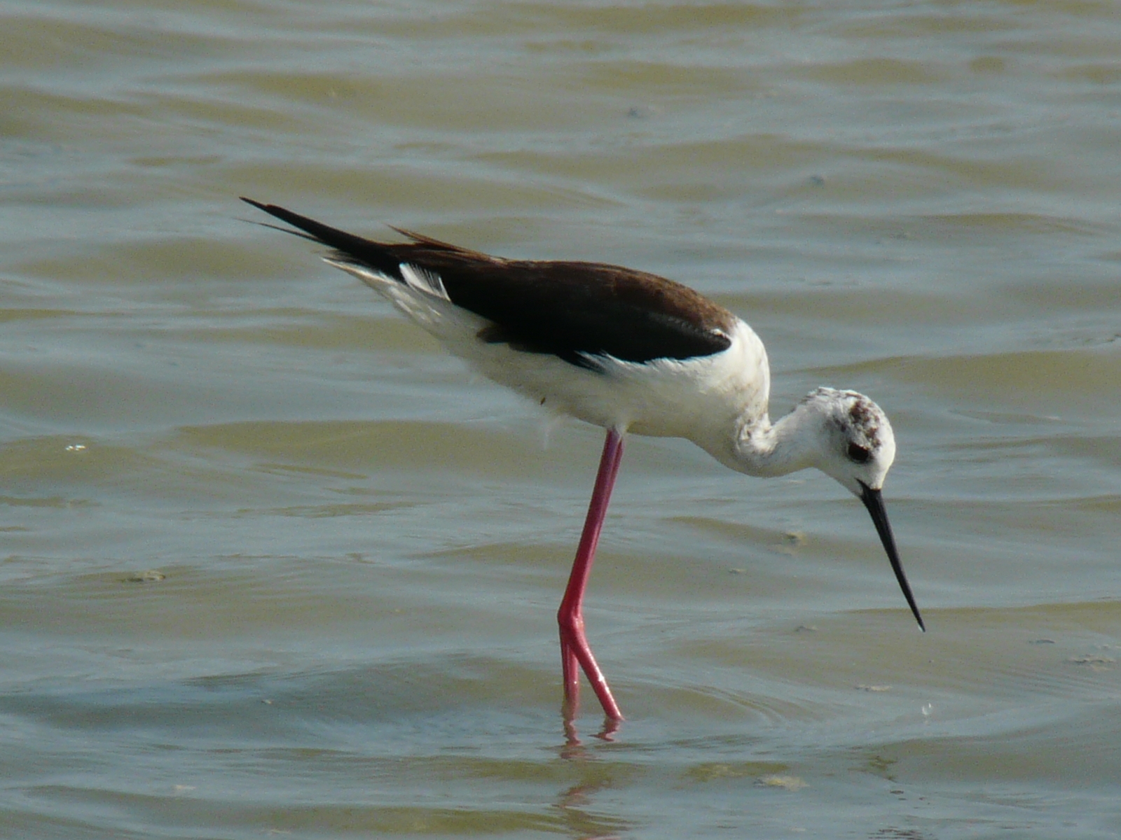 Cyprus’ Birds | Cyprus Birding Tours