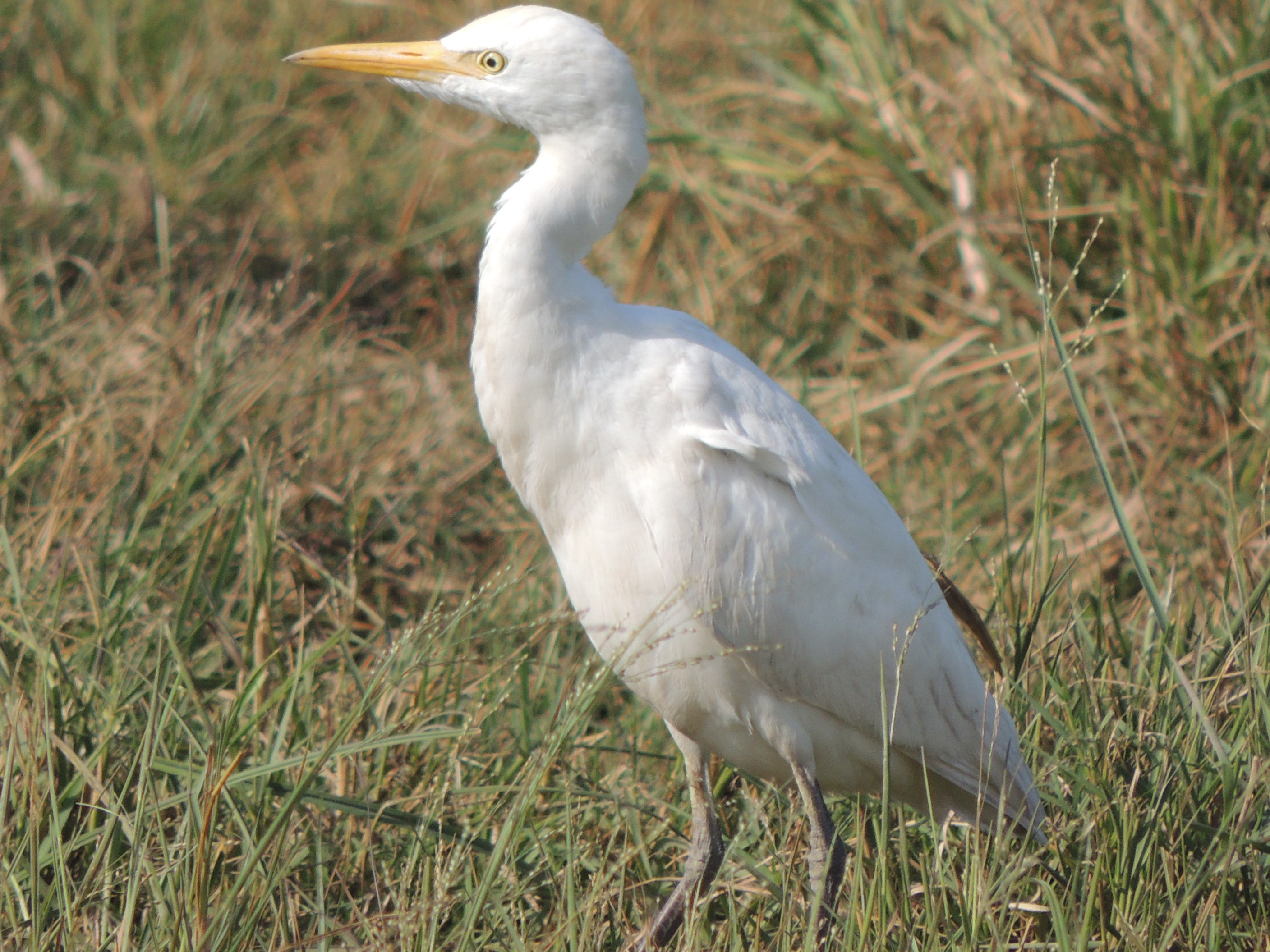 Cyprus’ Birds | Cyprus Birding Tours