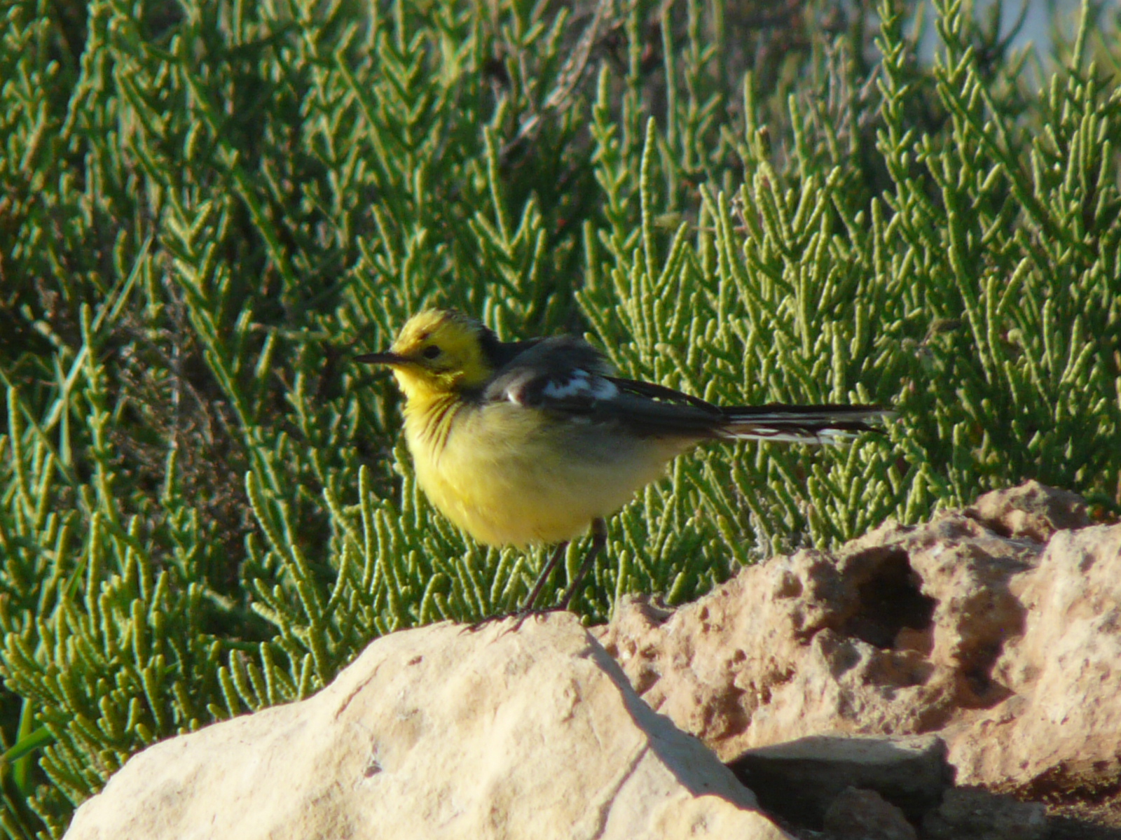 Cyprus’ Birds | Cyprus Birding Tours