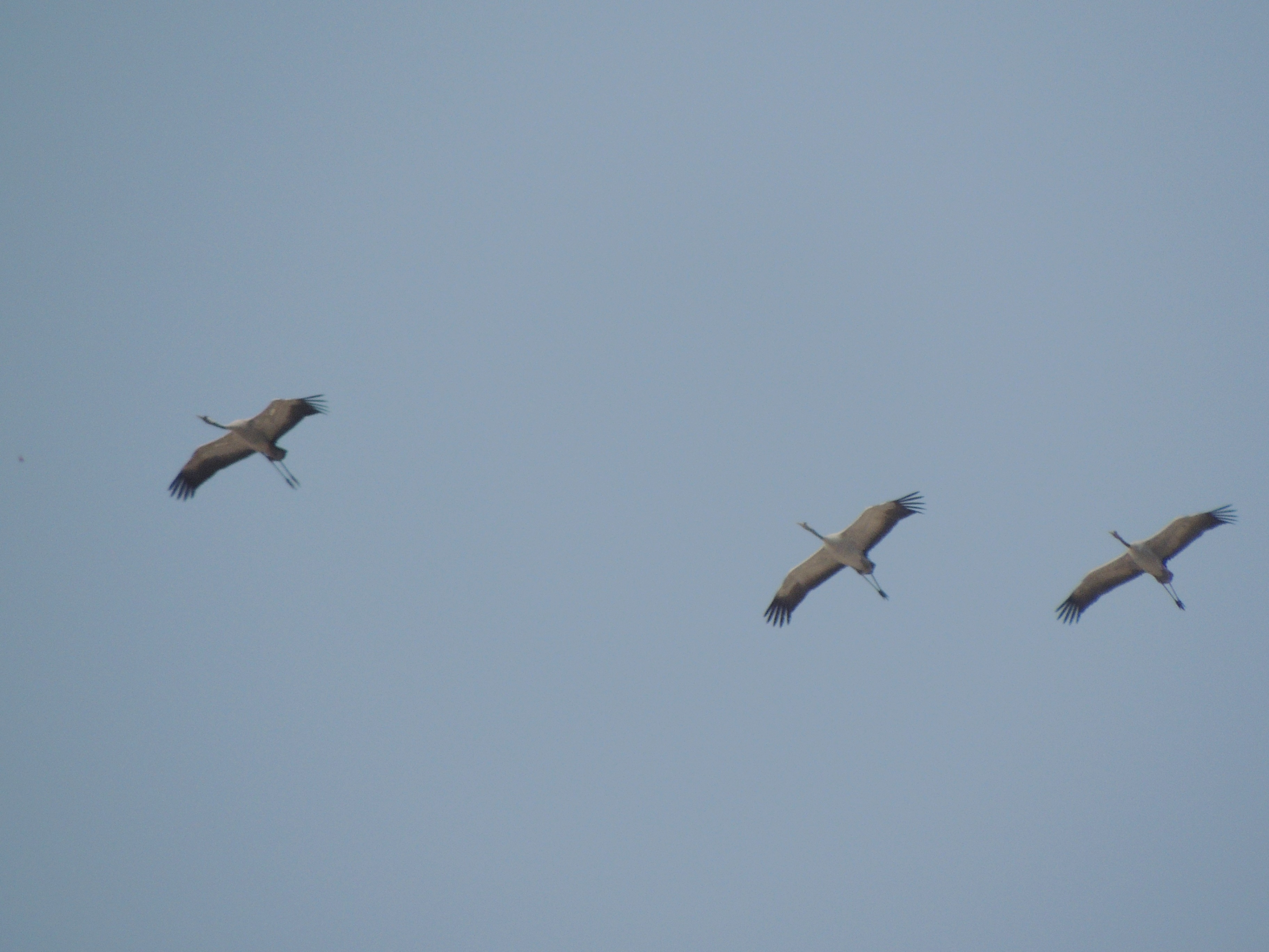 Cyprus’ Birds | Cyprus Birding Tours