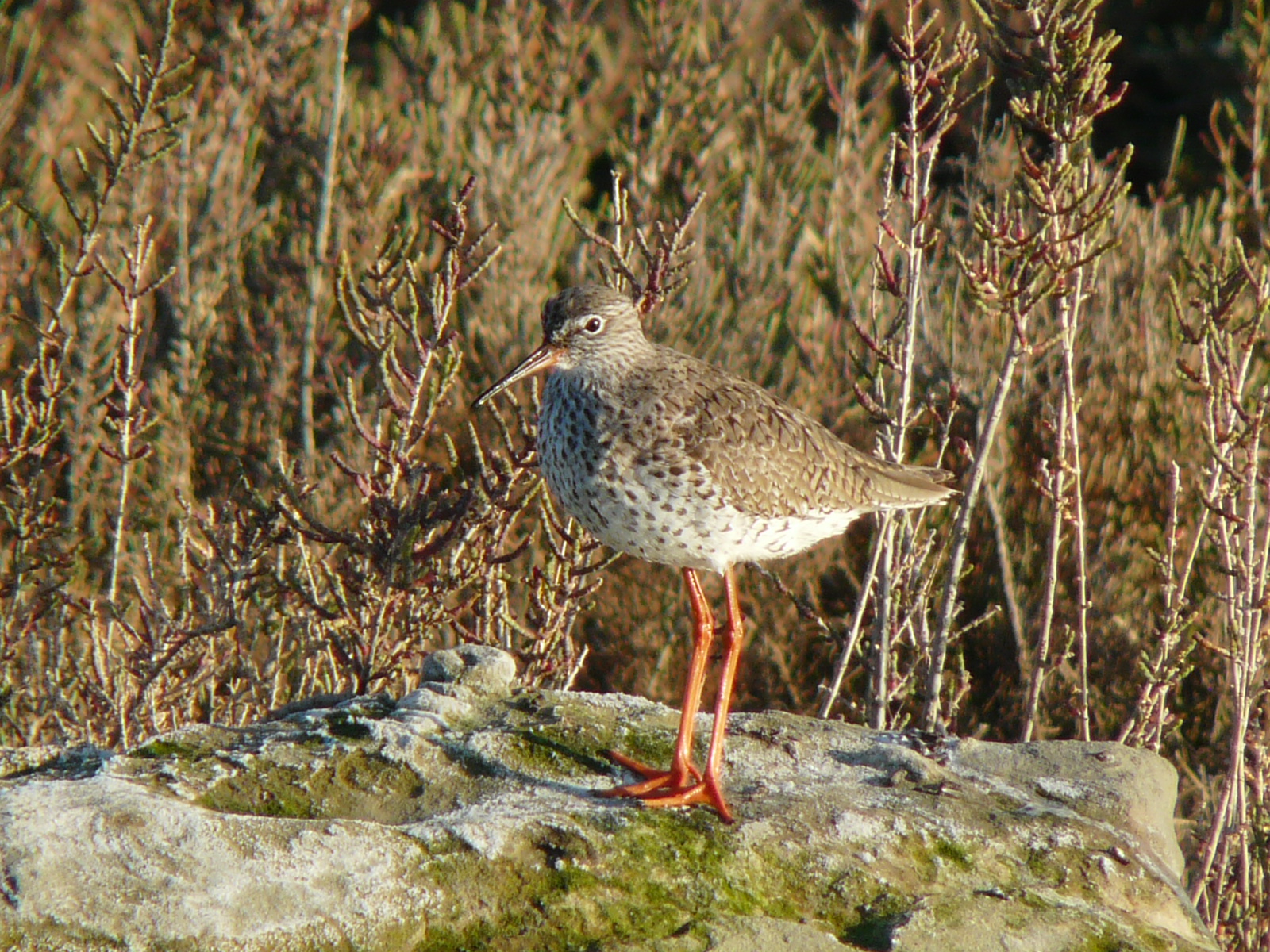 Cyprus’ Birds | Cyprus Birding Tours