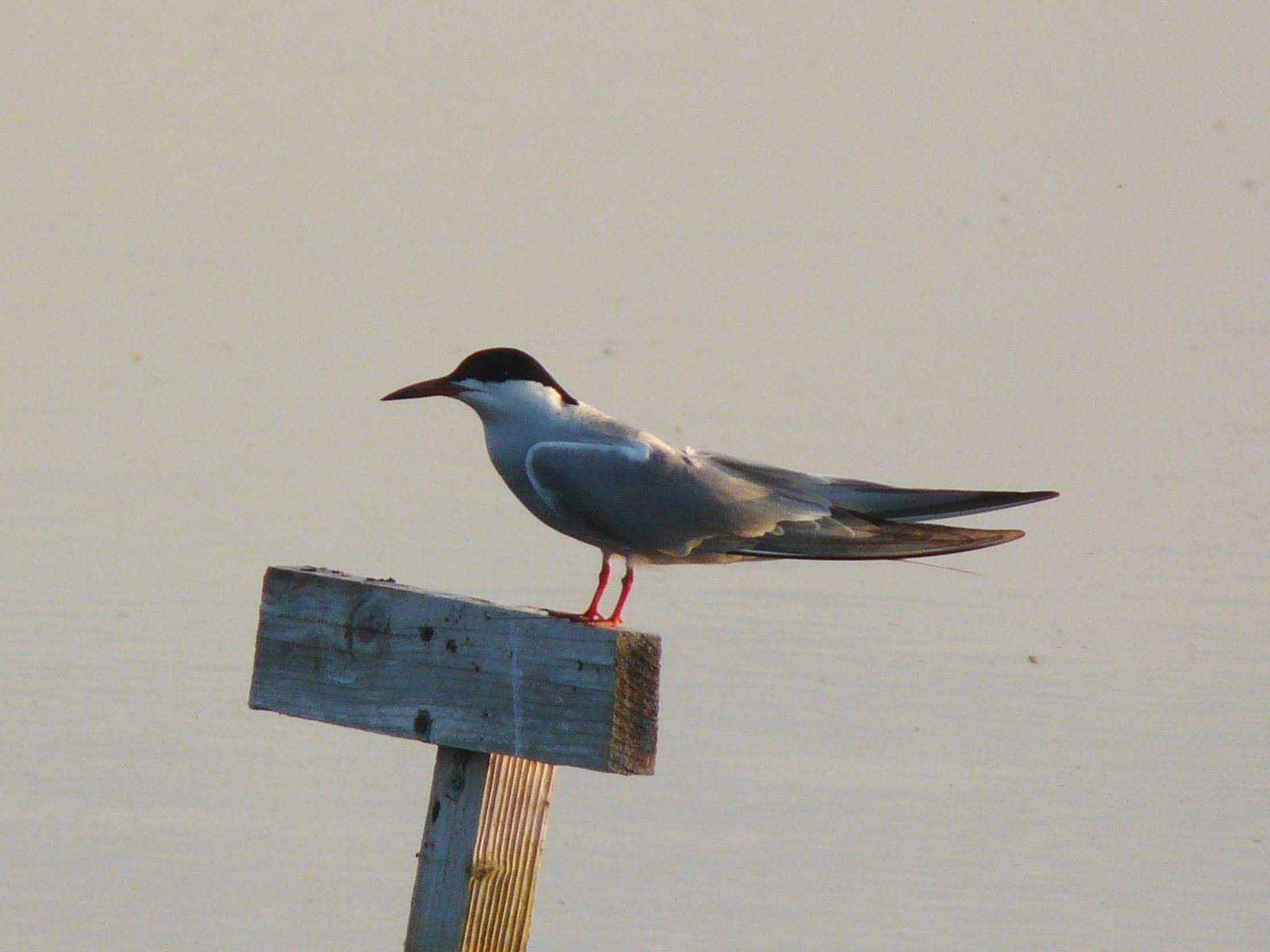 Cyprus’ Birds | Cyprus Birding Tours