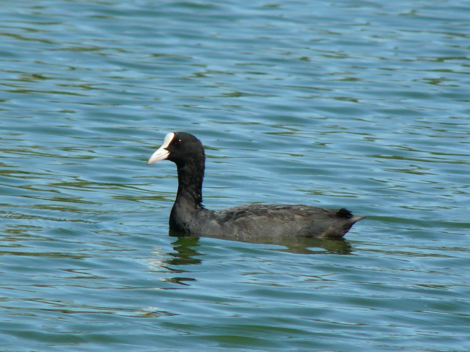 Cyprus’ Birds | Cyprus Birding Tours