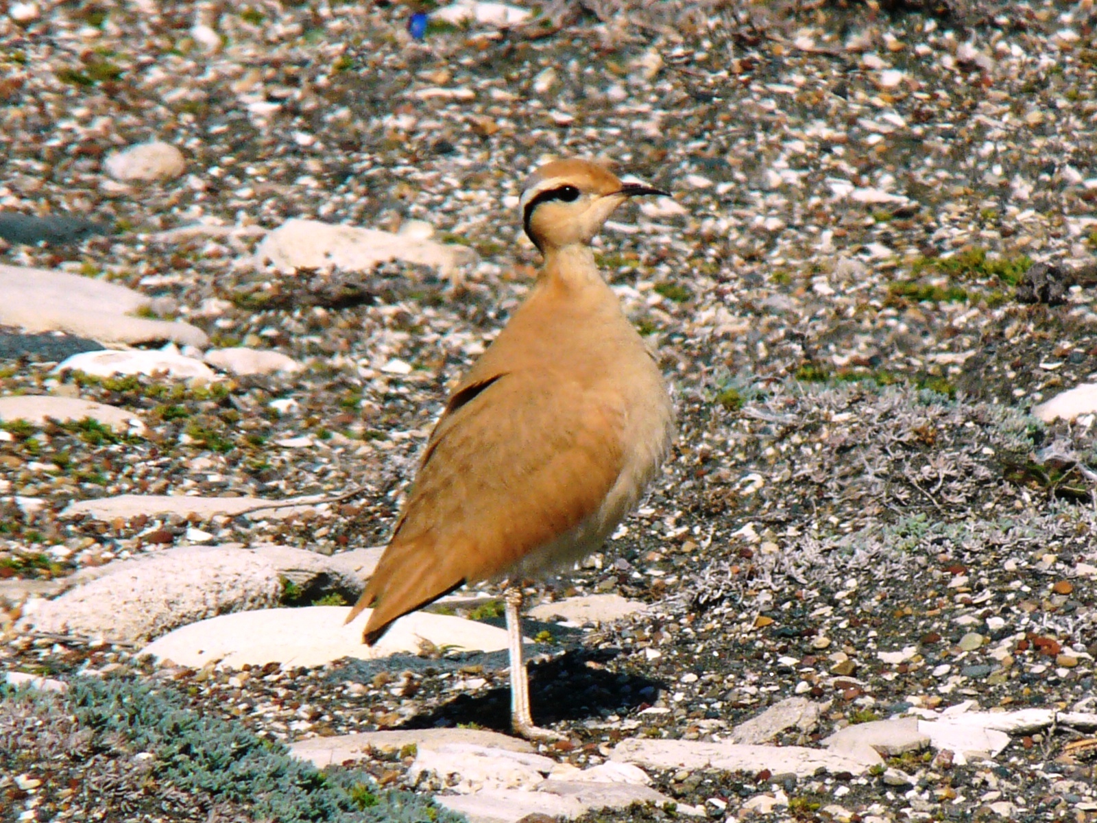 Cyprus’ Birds | Cyprus Birding Tours