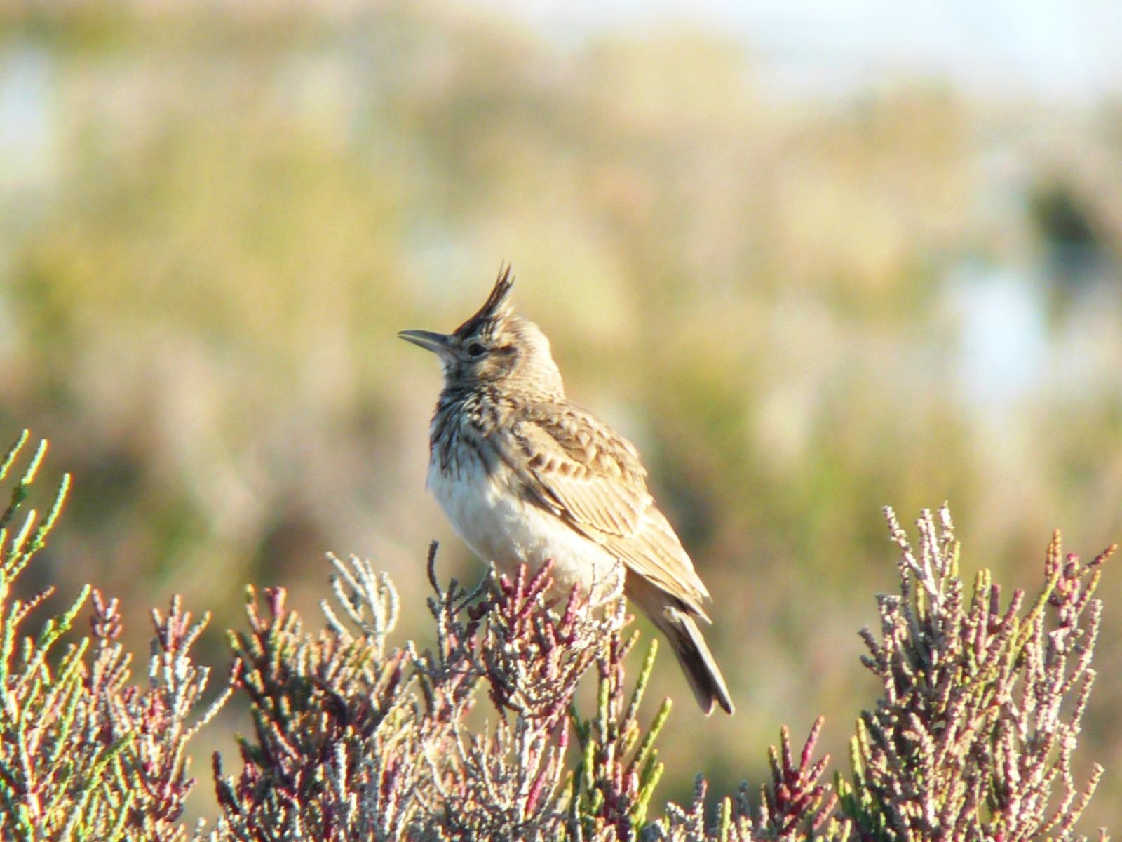Cyprus’ Birds | Cyprus Birding Tours