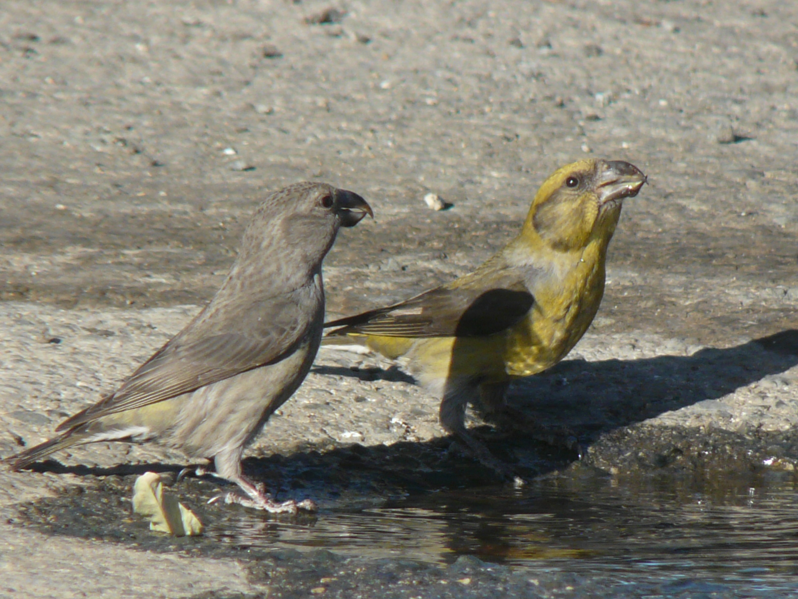Cyprus’ Birds | Cyprus Birding Tours