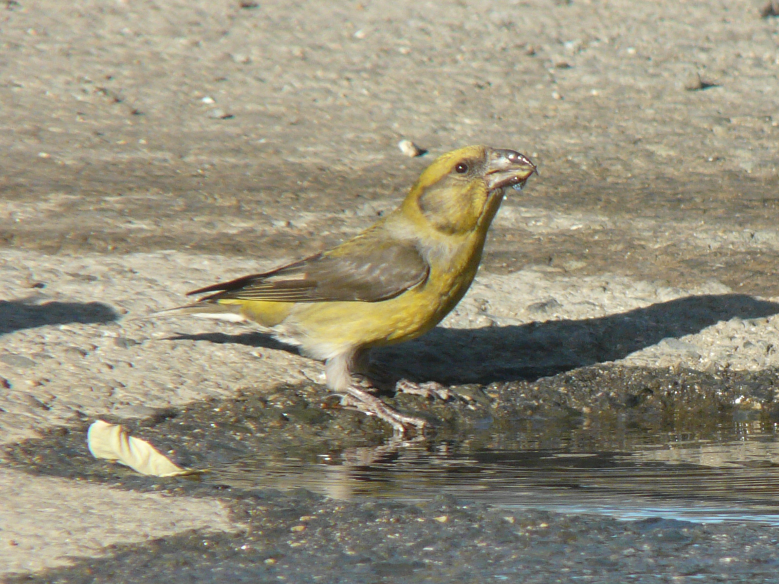 Cyprus’ Birds | Cyprus Birding Tours
