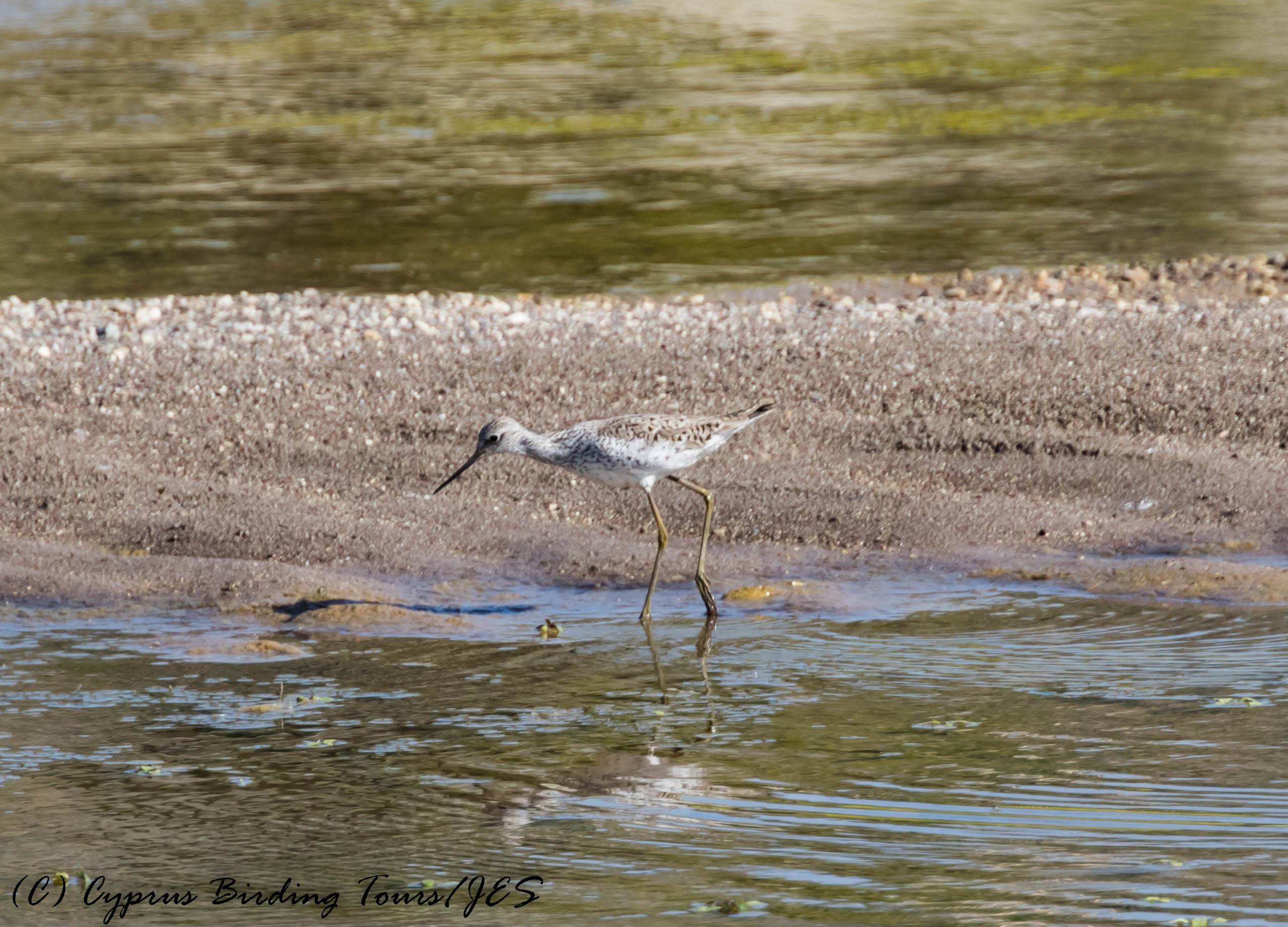Marsh Sandpiper, Nata Ford, 5th April 2017-1 | Cyprus Birding Tours